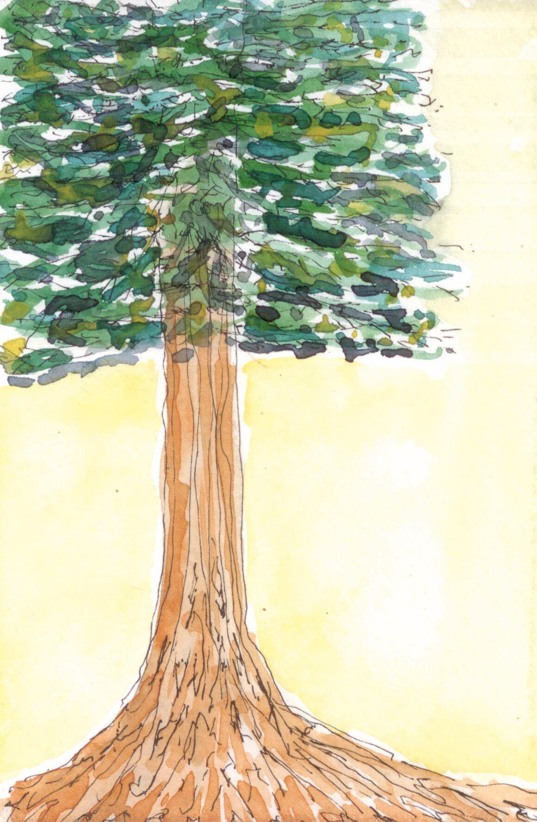 12.stinson.tree – B.C. FRaME